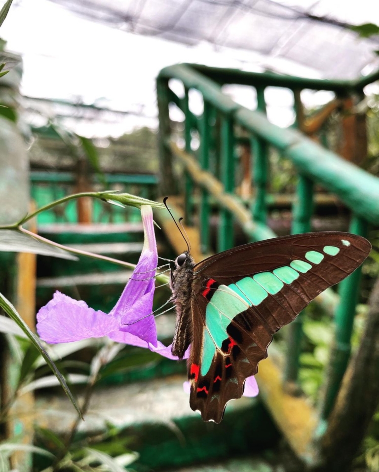 √ Harga Tiket Taman Rama-Rama Melaka 2025 & Aktiviti