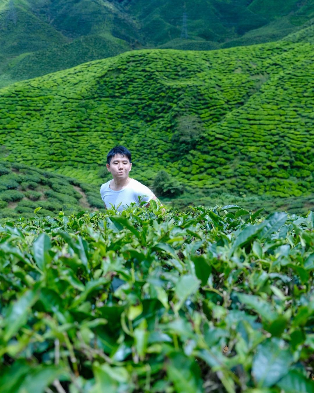 √ Ladang Teh Cameron 2026: Harga Tiket, Aktiviti, Tarikan