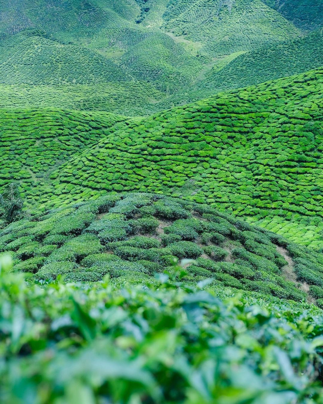 √ Ladang Teh Cameron 2026: Harga Tiket, Aktiviti, Tarikan