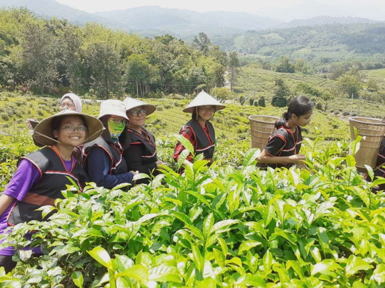 √ LADANG TEH SABAH: Harga Tiket, Waktu Operasi, Aktiviti