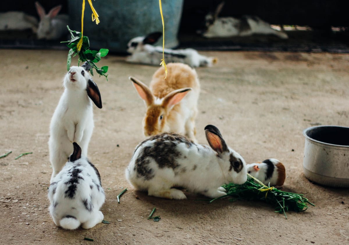 √ BORNEO HAPPY FARM: Review & Harga Tiket 2025