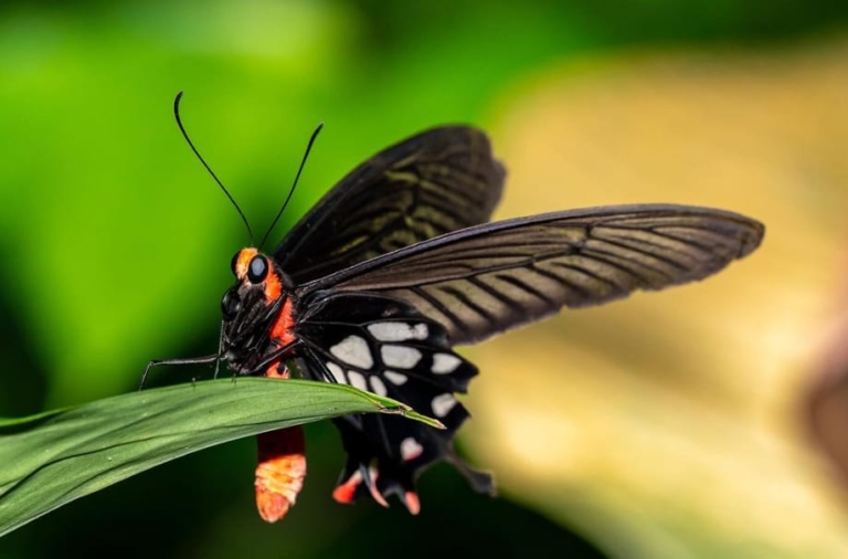 √ TAMAN RAMA RAMA KL: Review & Harga Tiket 2025