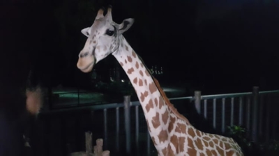 √ NIGHT SAFARI ZOO TAIPING: Review & Harga Tiket 2025