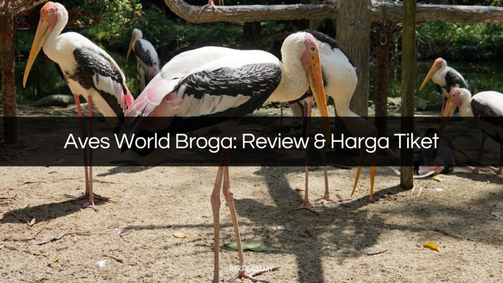 √ AVES WORLD BROGA: Review & Harga Tiket 2026