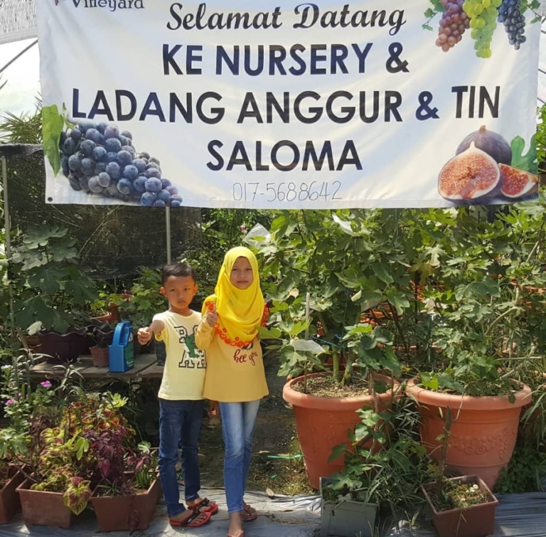 √ LADANG ANGGUR SALOMA: Review & Harga Tiket 2026