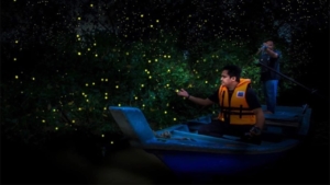 √ KAMPUNG KUANTAN FIREFLY: Review & Harga Tiket 2026